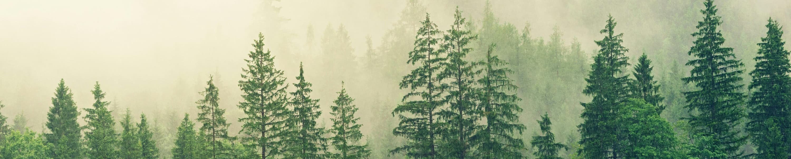 The Importance Of Rewilding And Reforestation In Climate Mitigation