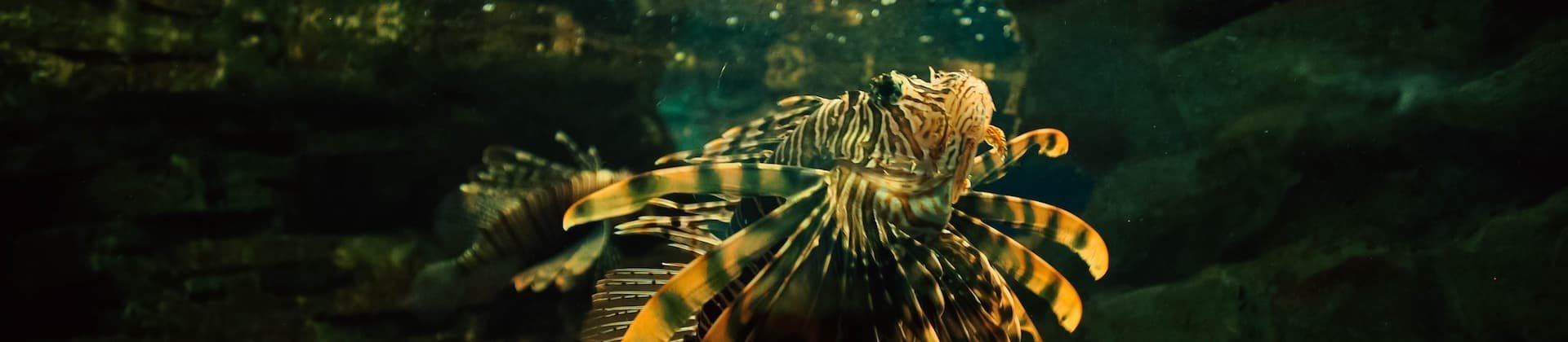 Lionfish And Their Impact On Underwater Ecosystems