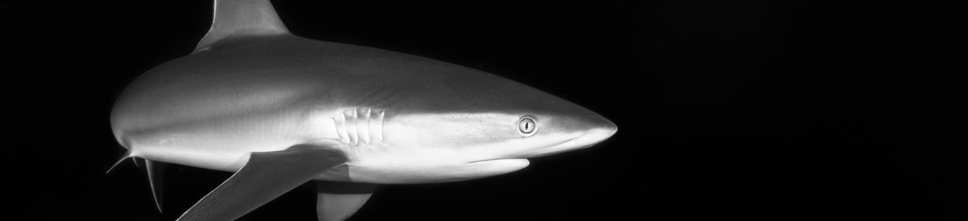 3 Cool Shark Characteristics